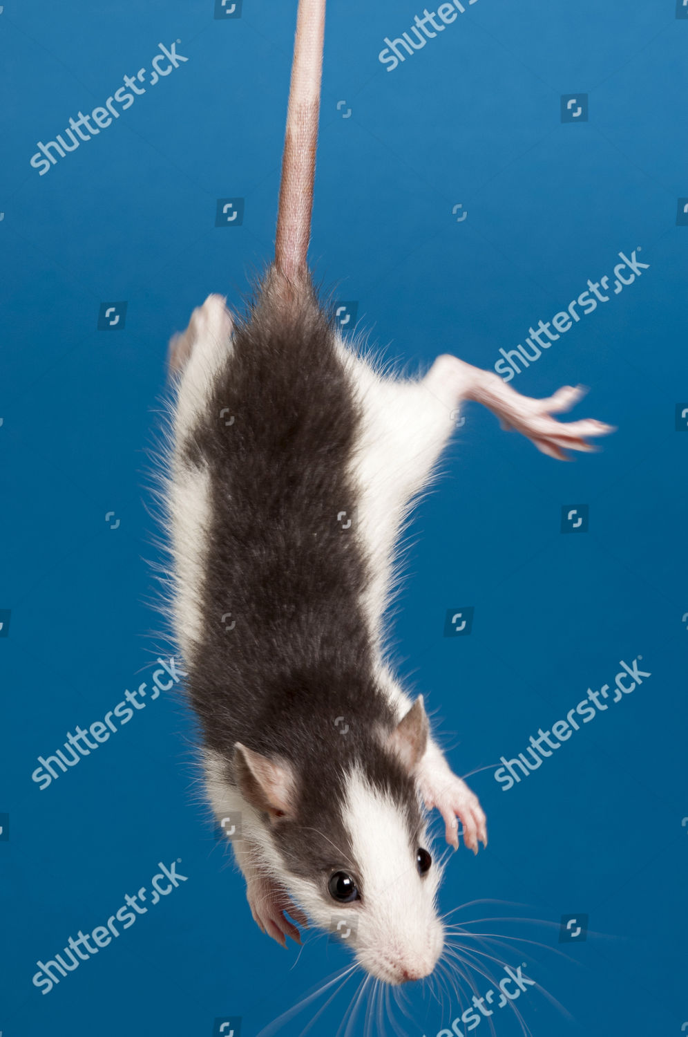 Rat Rattus Held By Tail Editorial Stock Photo - Stock Image | Shutterstock