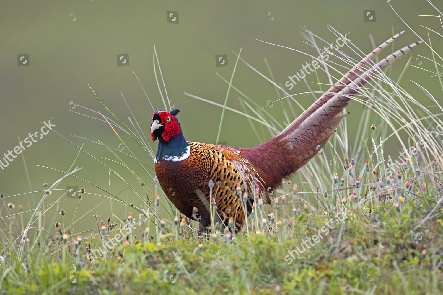 Pheasant Phasianus Colchicus Male Texel Netherlands Editorial Stock ...