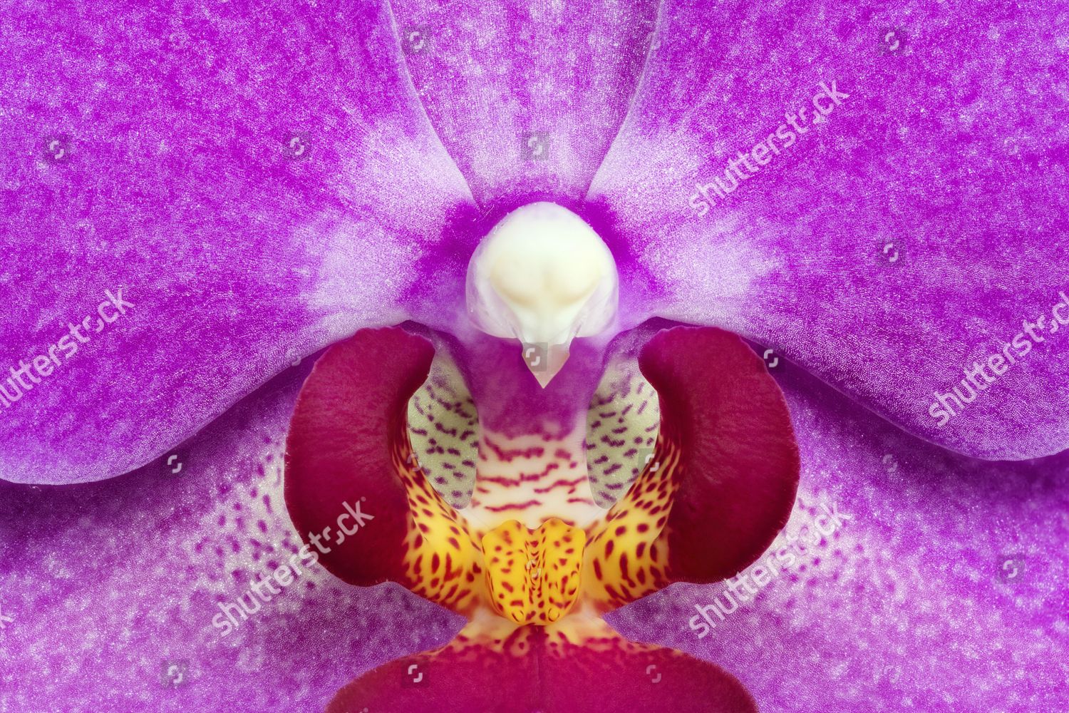 Moth Orchid Phalaenopsis Cultivar Blossom Macro Editorial Stock Photo ...