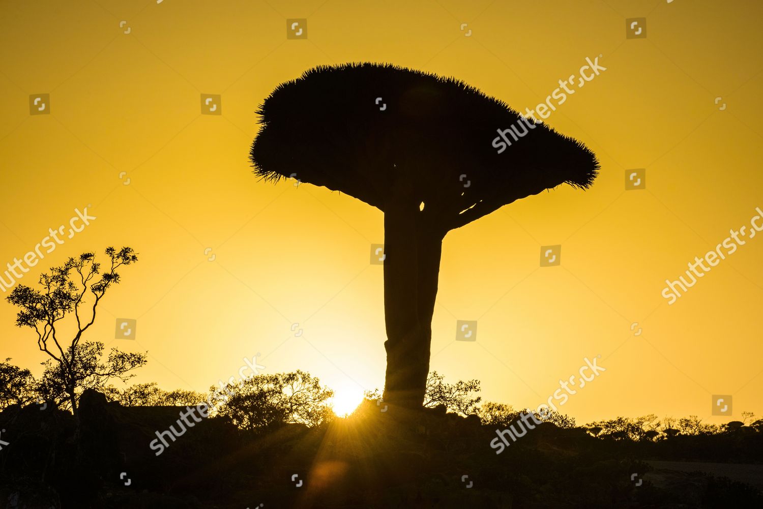 Socotra Dragon Tree Dragon Blood Tree Editorial Stock Photo - Stock ...