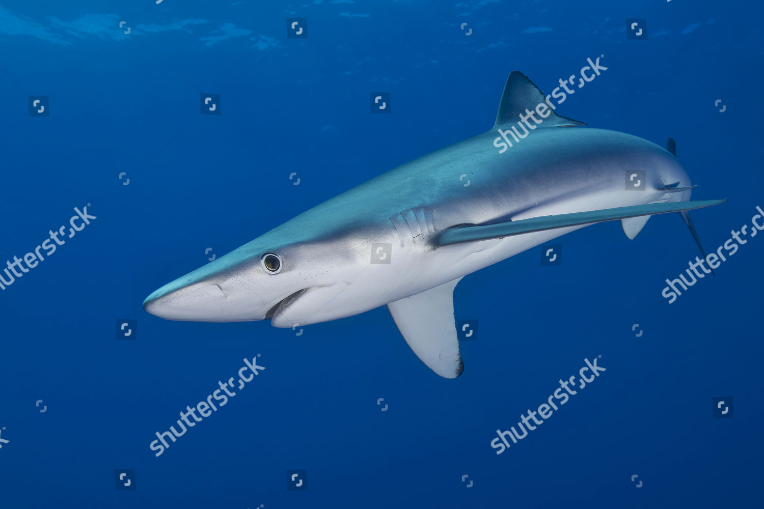 Blue Shark Prionace Glauca Azores Portugal Editorial Stock Photo ...