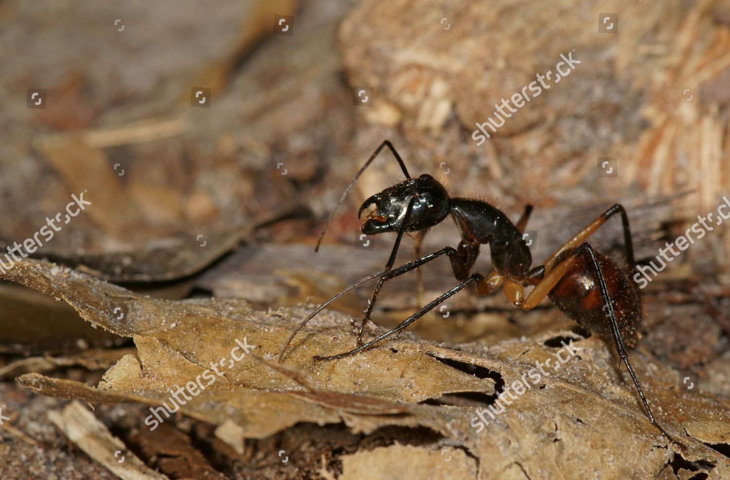 Giant Forest Ant Camponotus Gigas Tanjung Editorial Stock Photo - Stock ...