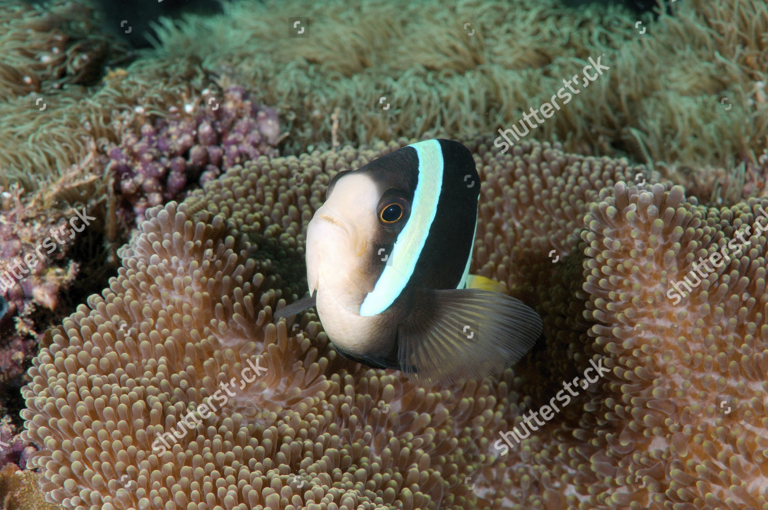 Sebae Anemonefish Amphiprion Sebae Bohol Sea Editorial Stock Photo ...