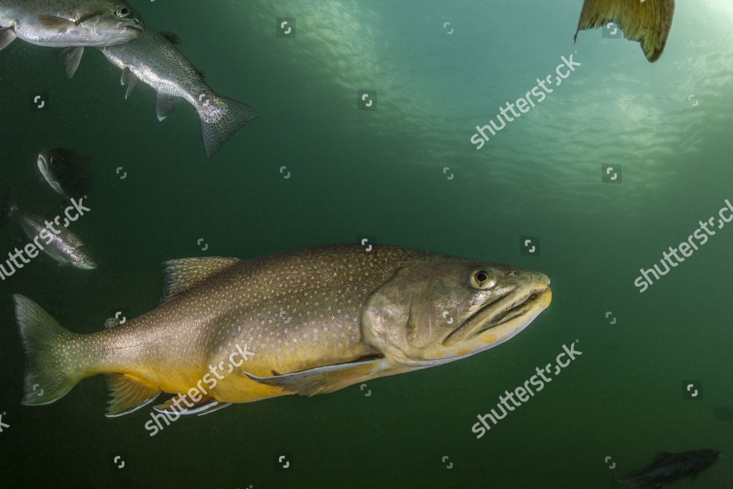 Brook Trout Salvelinus Fontinalis Lake Styria Editorial Stock Photo ...