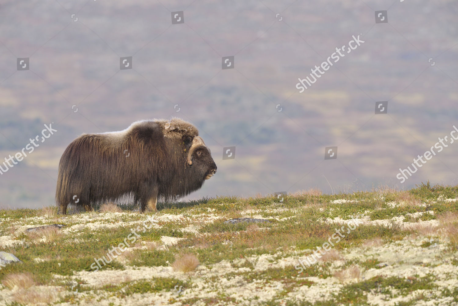 Musk Ox Ovibos Moschatus Bull On Editorial Stock Photo - Stock Image ...