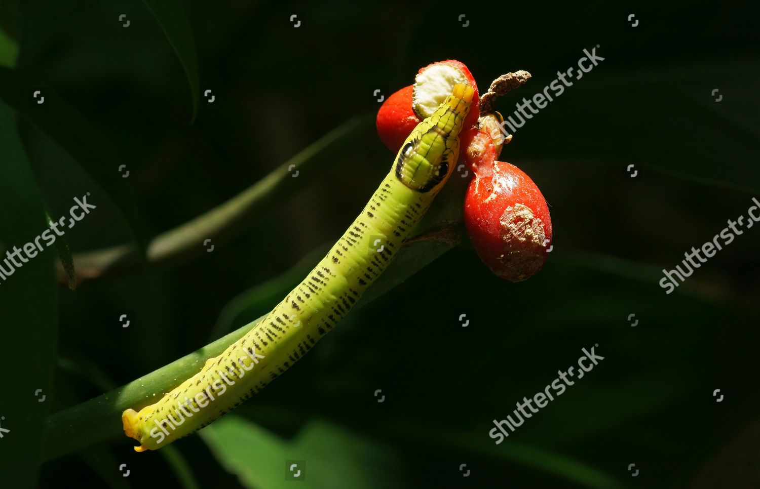 Hawk Moth Larva Sphingidae Tangkoko Batuangus Editorial Stock Photo ...