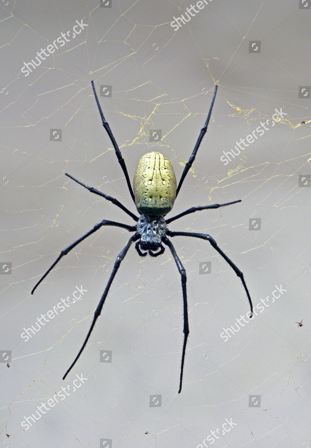 Silk Spider Indonesia Editorial Stock Photo - Stock Image | Shutterstock