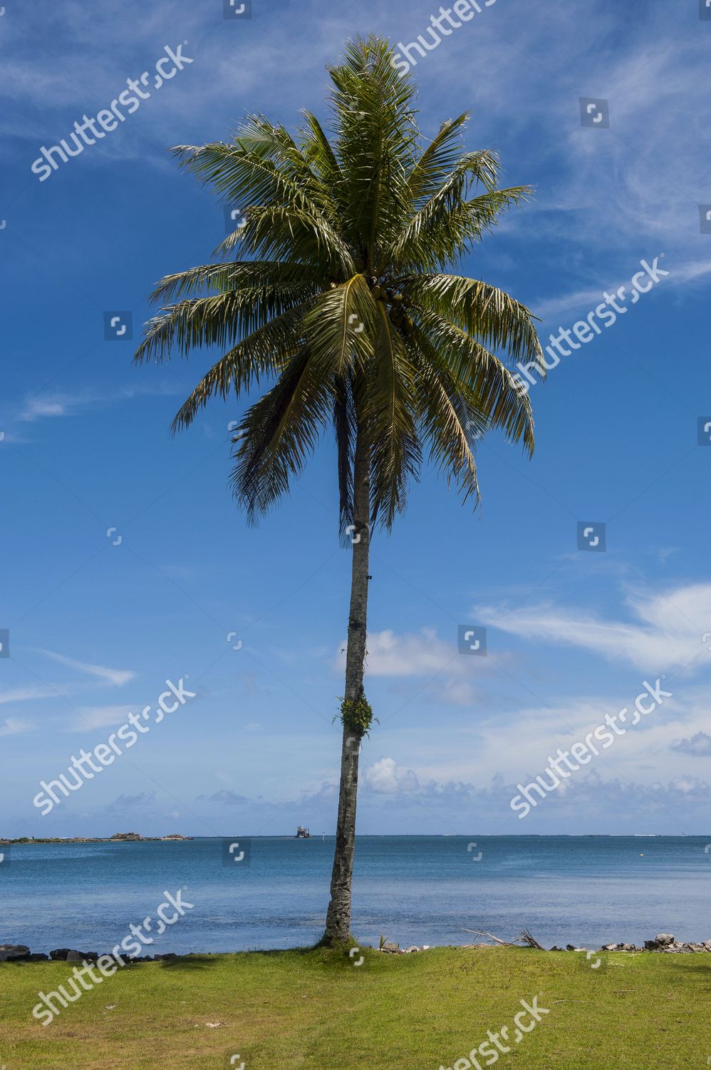 Palm Tree Beach Pohnpei Micronesia Editorial Stock Photo - Stock Image ...