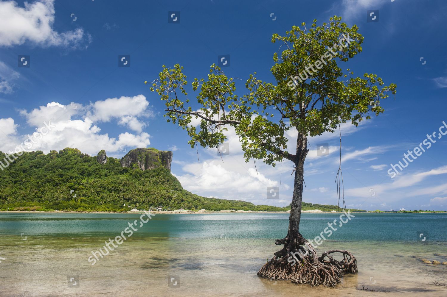Mangrove Tree Front Sokehs Rock Pohnpei Editorial Stock Photo - Stock ...
