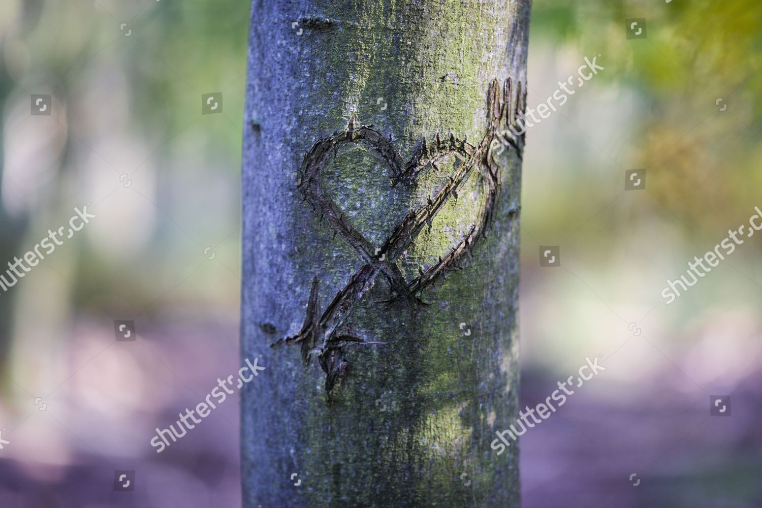 Heart Carved Into Tree Declaration Love Editorial Stock Photo - Stock ...