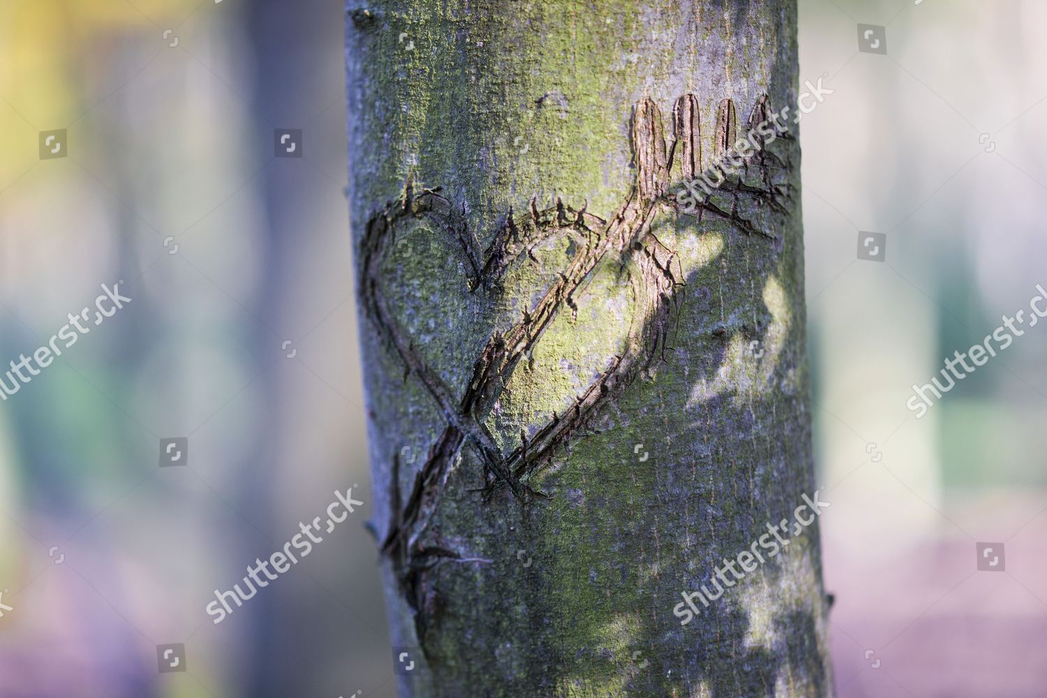 Heart Carved Into Tree Declaration Love Editorial Stock Photo - Stock ...