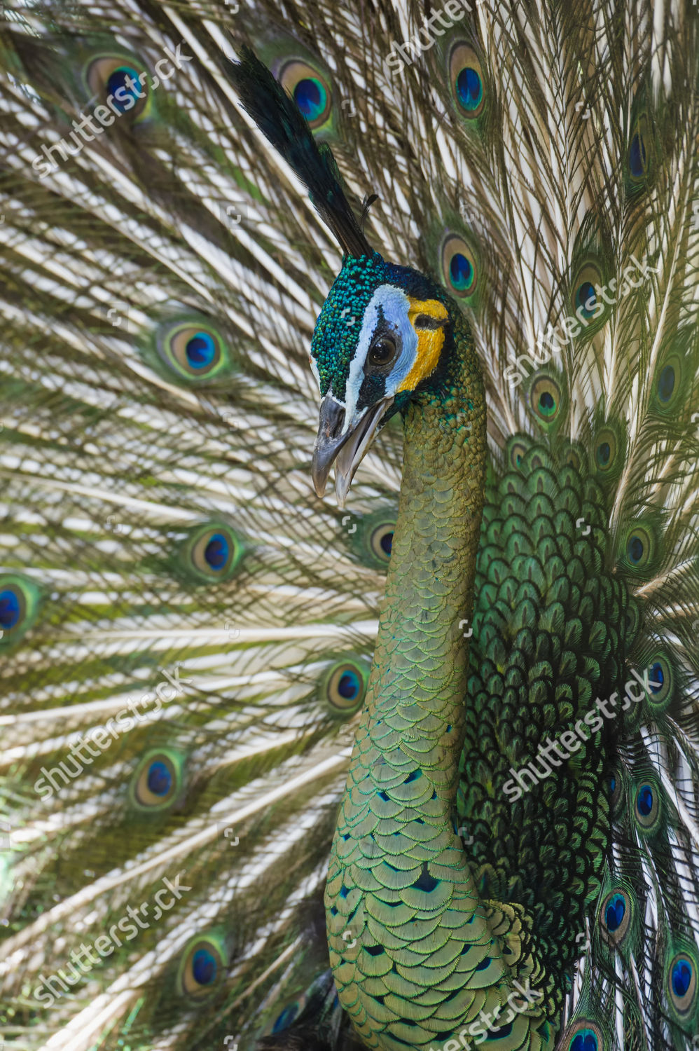 Java Peafowl Green Peafowl Pavo Muticus Editorial Stock Photo - Stock ...