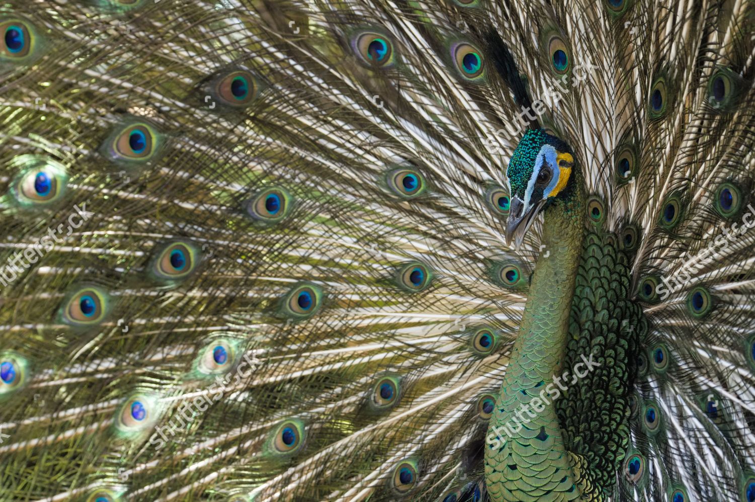 Java Peafowl Green Peafowl Pavo Muticus Editorial Stock Photo - Stock ...
