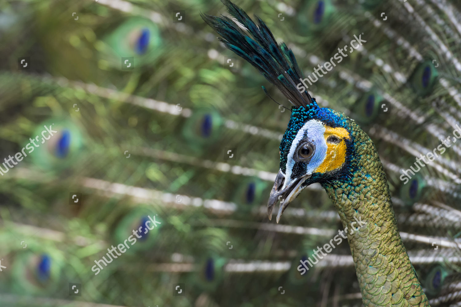 Java Peafowl Green Peafowl Pavo Muticus Editorial Stock Photo - Stock ...