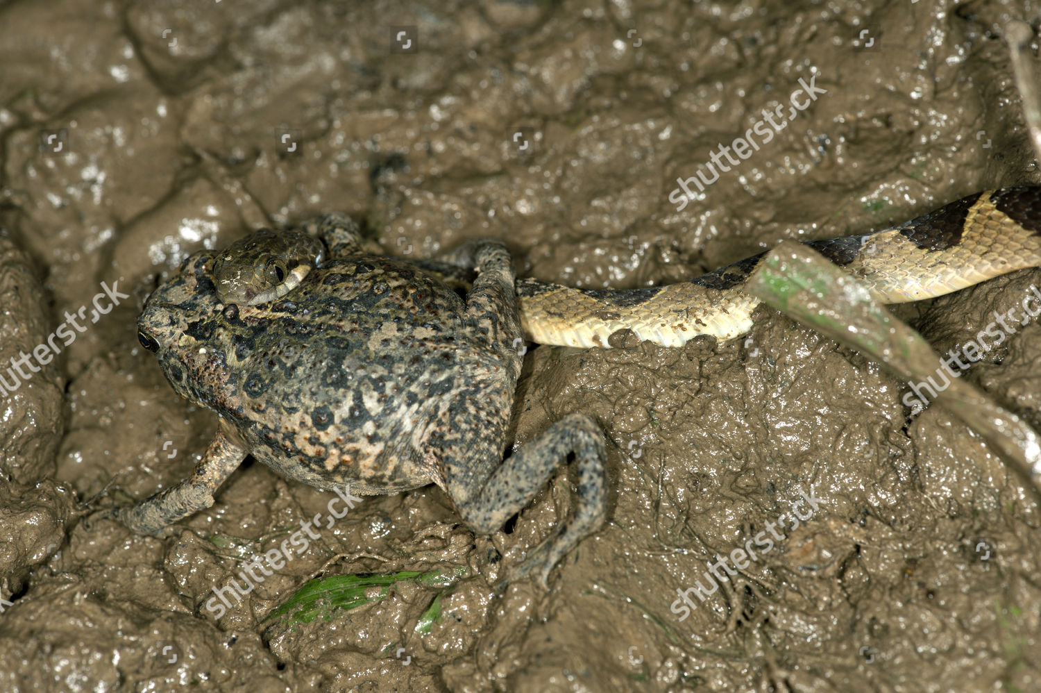 Banded Cateyed Snake Leptodeira Annulata Ditch Editorial Stock Photo ...