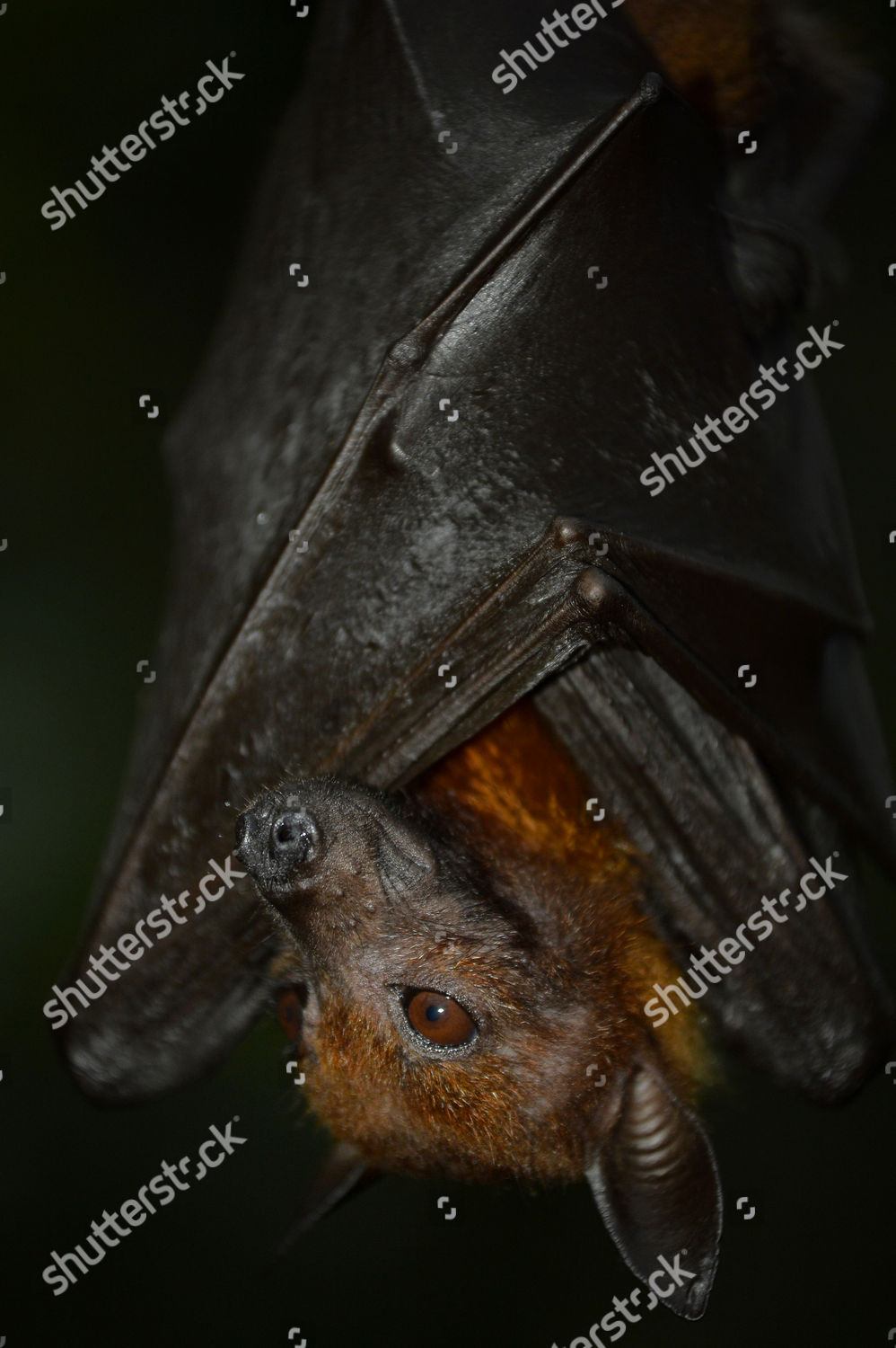 Flying Fox Pteropus Sp Native Southeast Editorial Stock Photo - Stock ...
