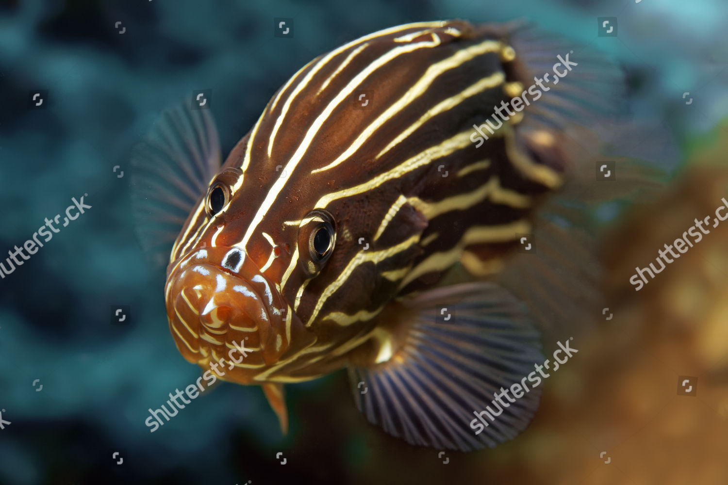 Goldenstriped Soapfish Grammistes Sexlineatus Great Barrier Editorial ...