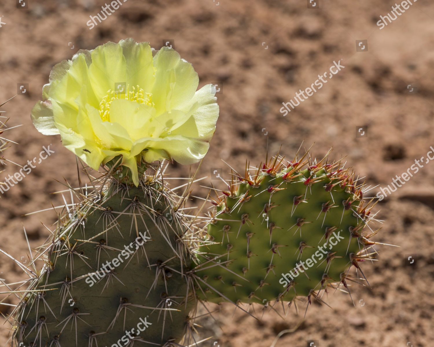 Prickly Pear Cactus Opuntia Fragilis Arches Editorial Stock Photo ...
