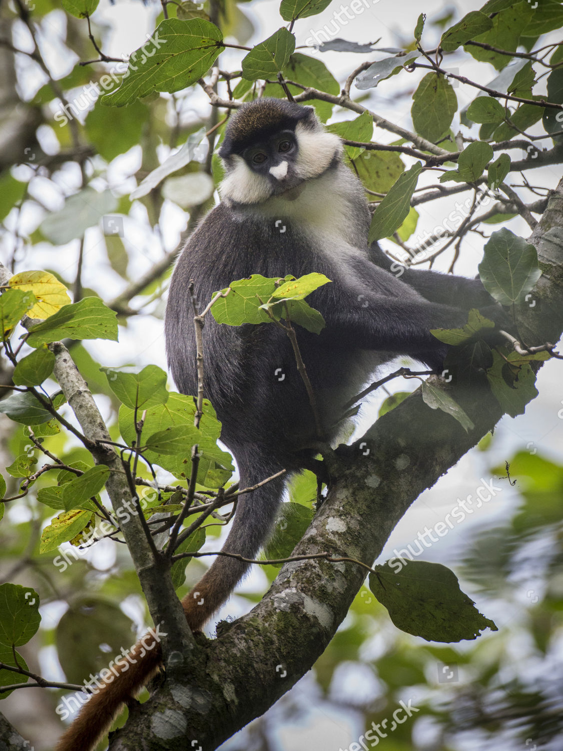 Redtailed Monkey Cercopithecus Ascanius Bigodi Wetland Editorial Stock ...