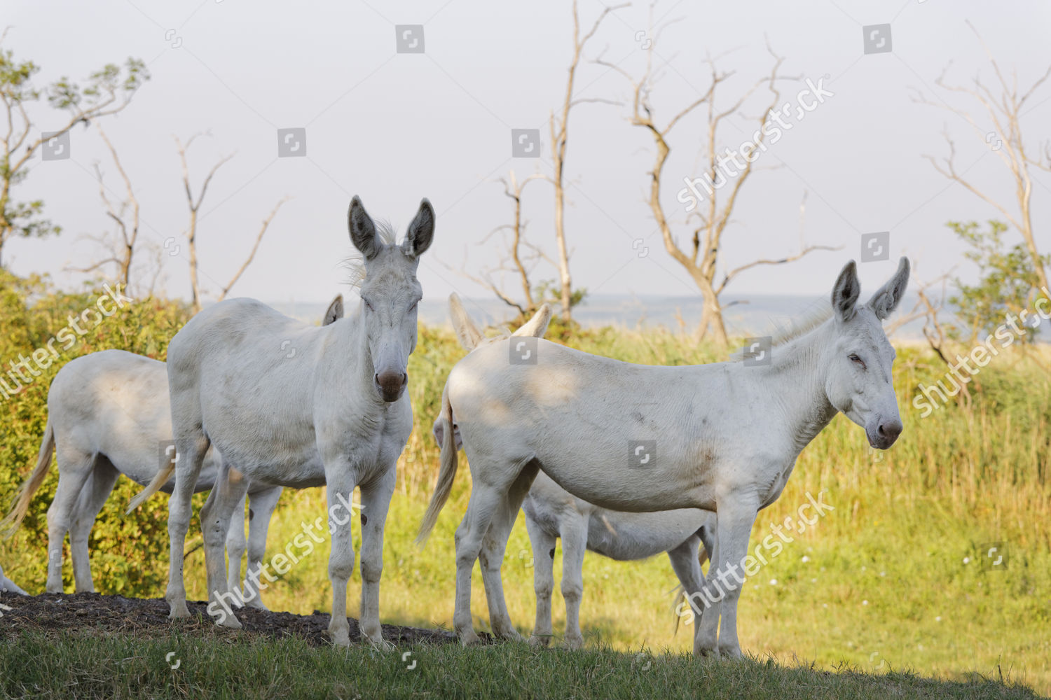 Four Austriahungarian White Donkeys Baroque Donkeys Editorial Stock ...