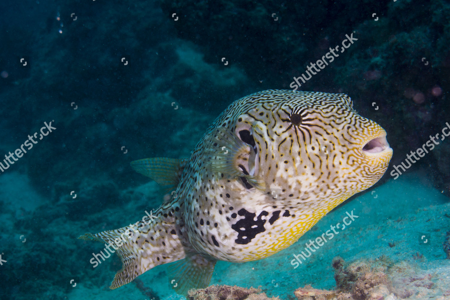Map Puffer Map Pufferfish Arothron Mappa Editorial Stock Photo - Stock ...