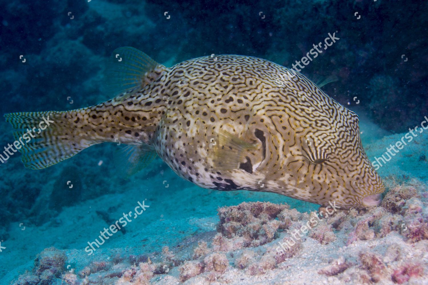 Map Puffer Map Pufferfish Arothron Mappa Editorial Stock Photo - Stock ...