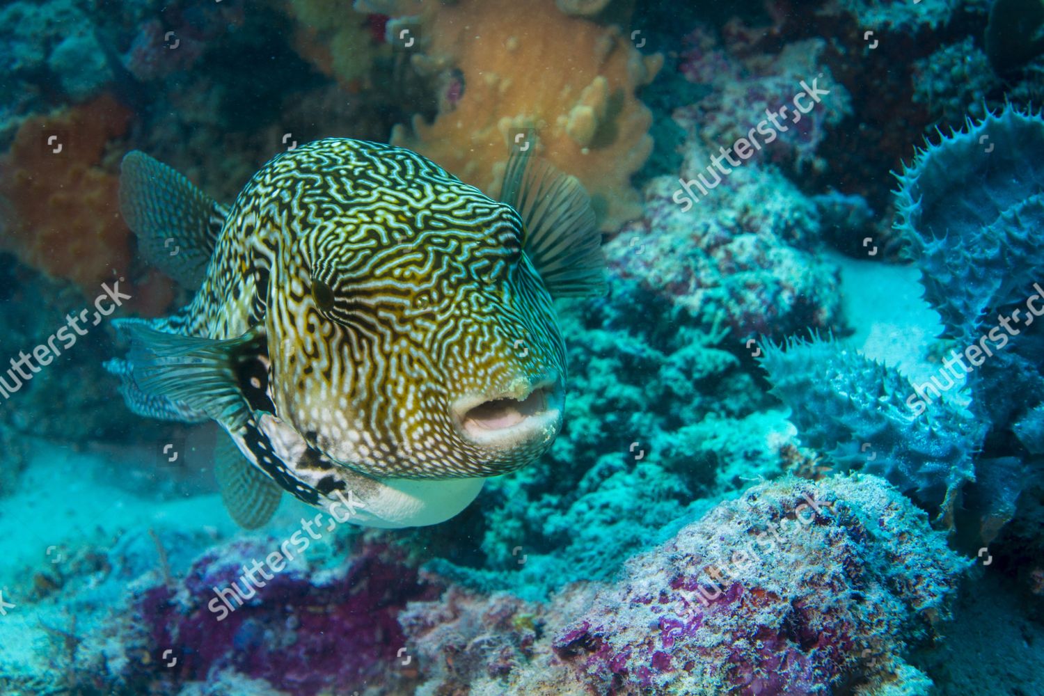 Map Puffer Map Pufferfish Arothron Mappa Editorial Stock Photo - Stock ...