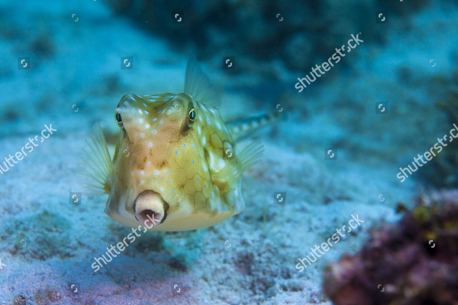 Longhorn Cowfish Lactoria Cornuta Philippines Editorial Stock Photo ...