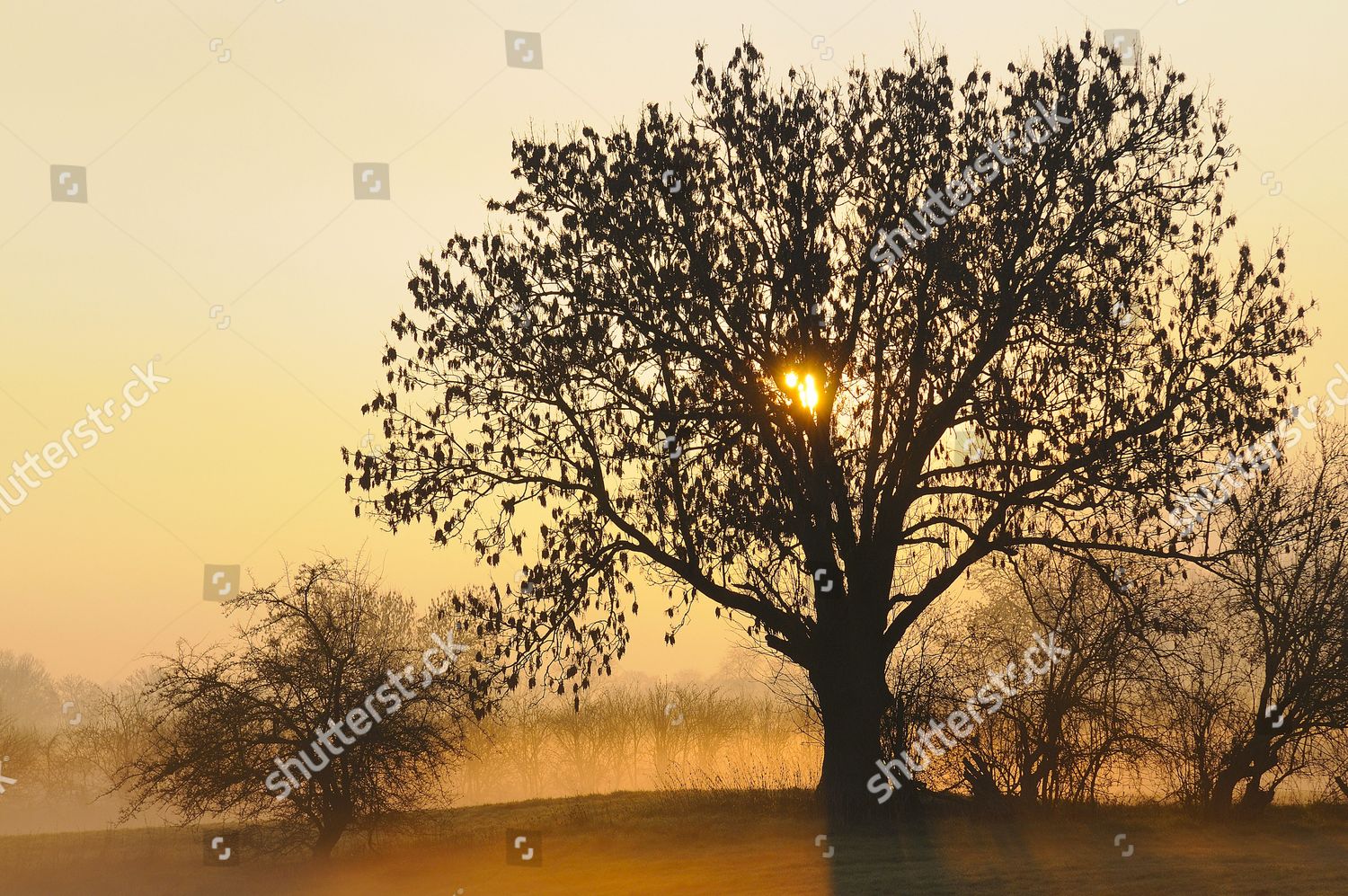 Old Ash Tree Fraxinus Excelsior Sunrise Editorial Stock Photo - Stock ...