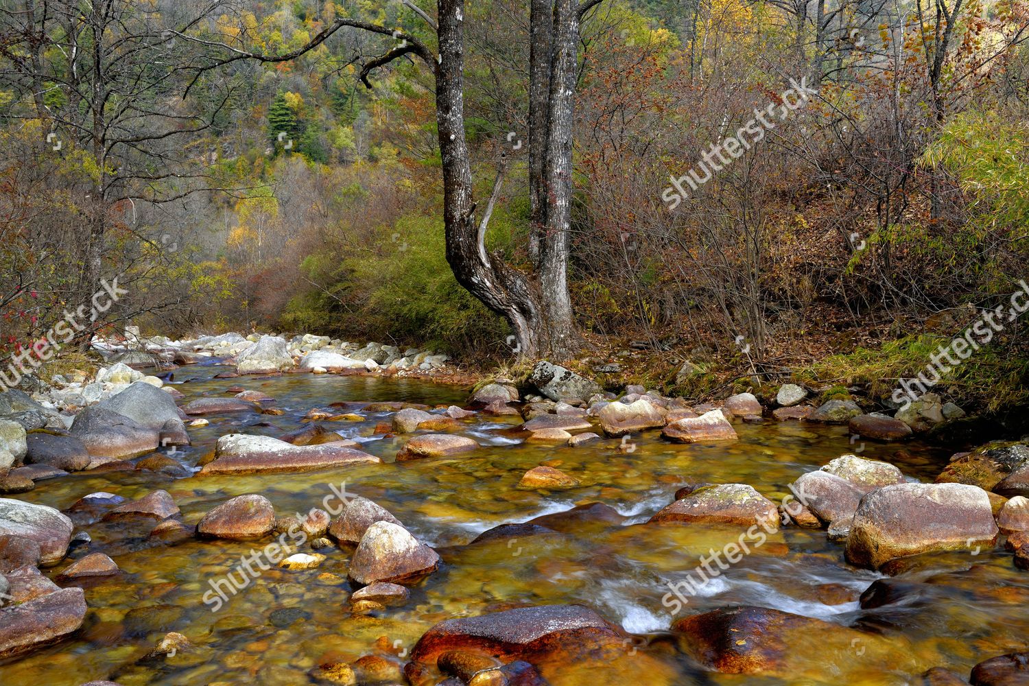 Ferruginous River Zhouzi Nature Reserve Qinling Editorial Stock Photo ...
