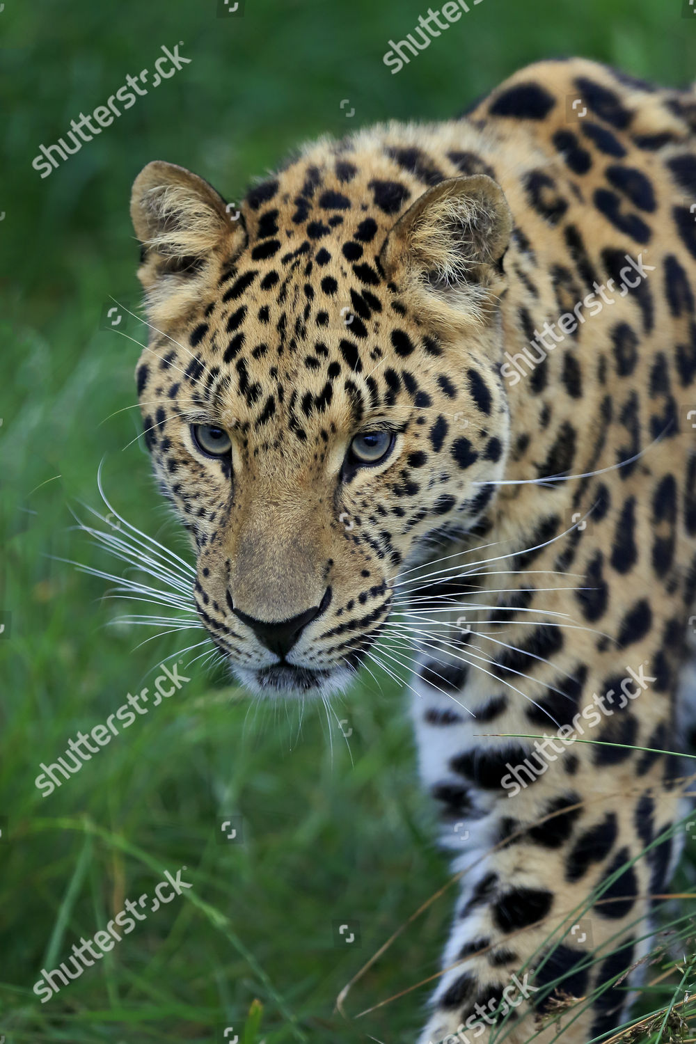 Amur Leopard Panthera Pardus Orientalis Adult Editorial Stock Photo ...