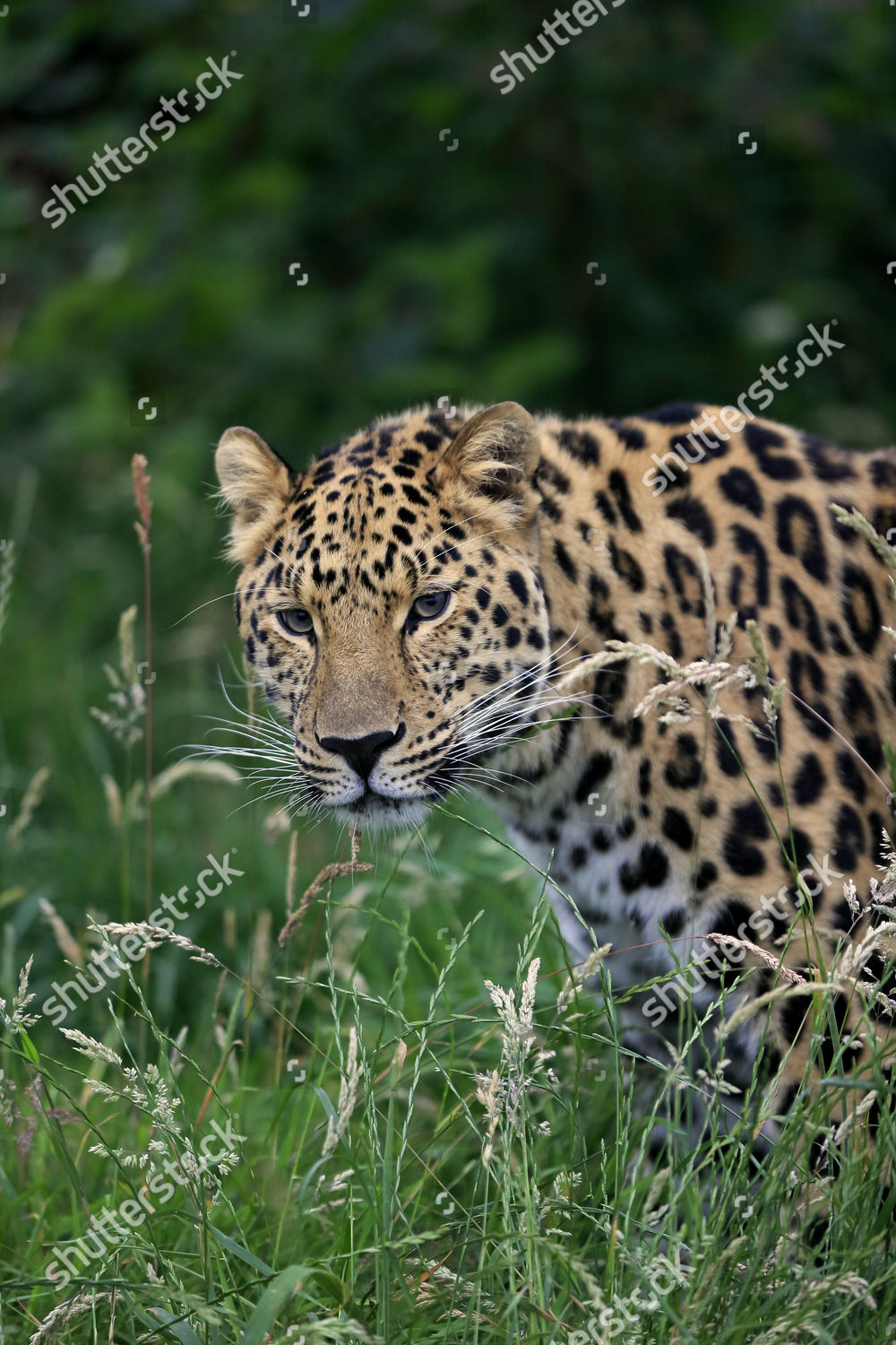 Amur Leopard Panthera Pardus Orientalis Adult Editorial Stock Photo ...