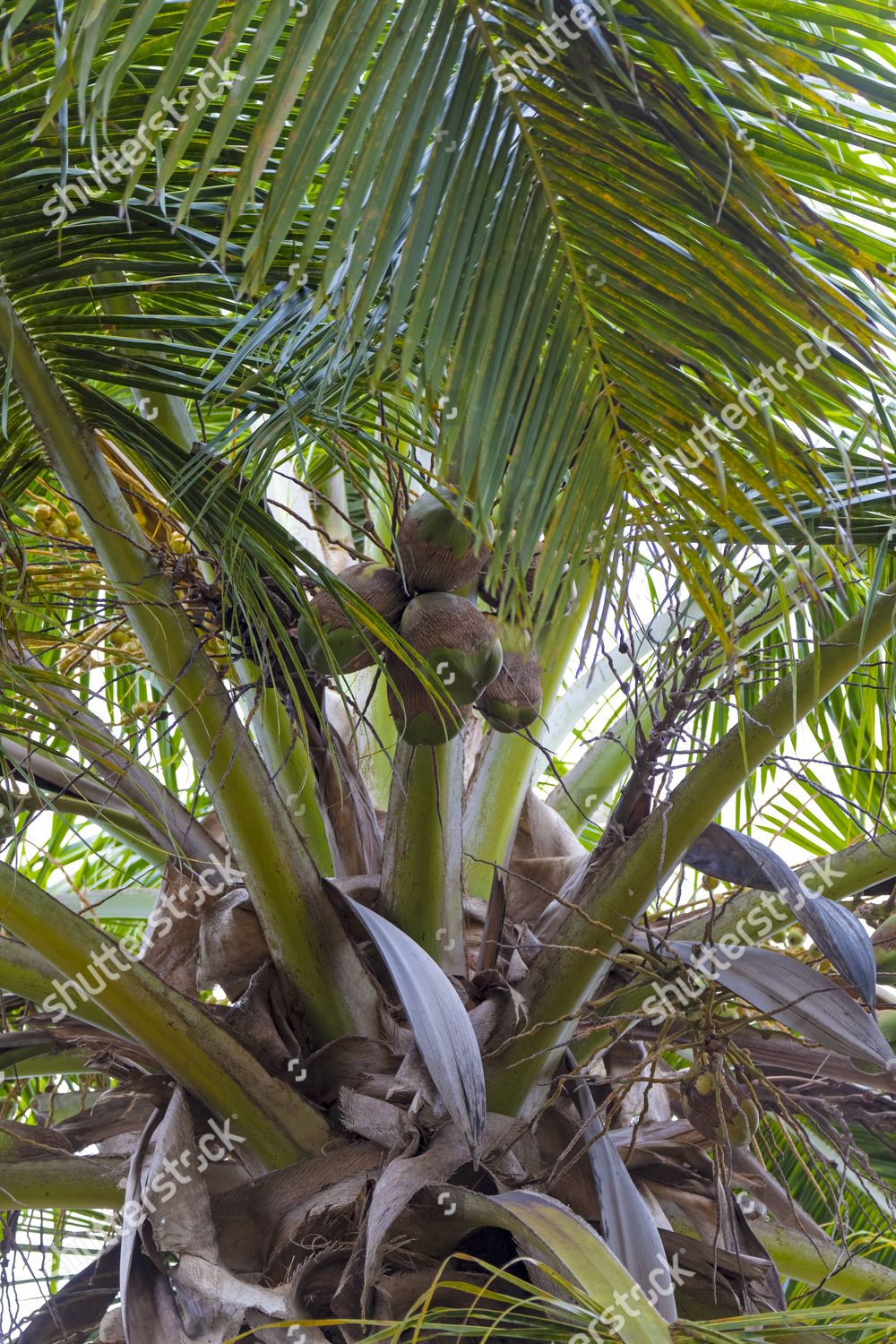 Coconut Tree Cocos Nucifera Santo Domingo Editorial Stock Photo - Stock ...