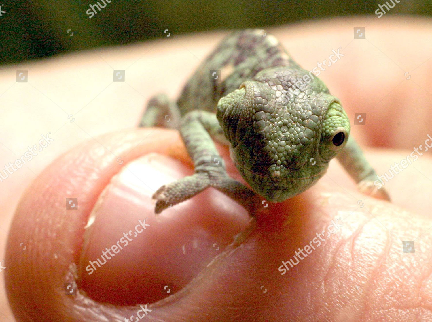 Comet New Born Baby Veiled Chameleon Editorial Stock Photo - Stock ...