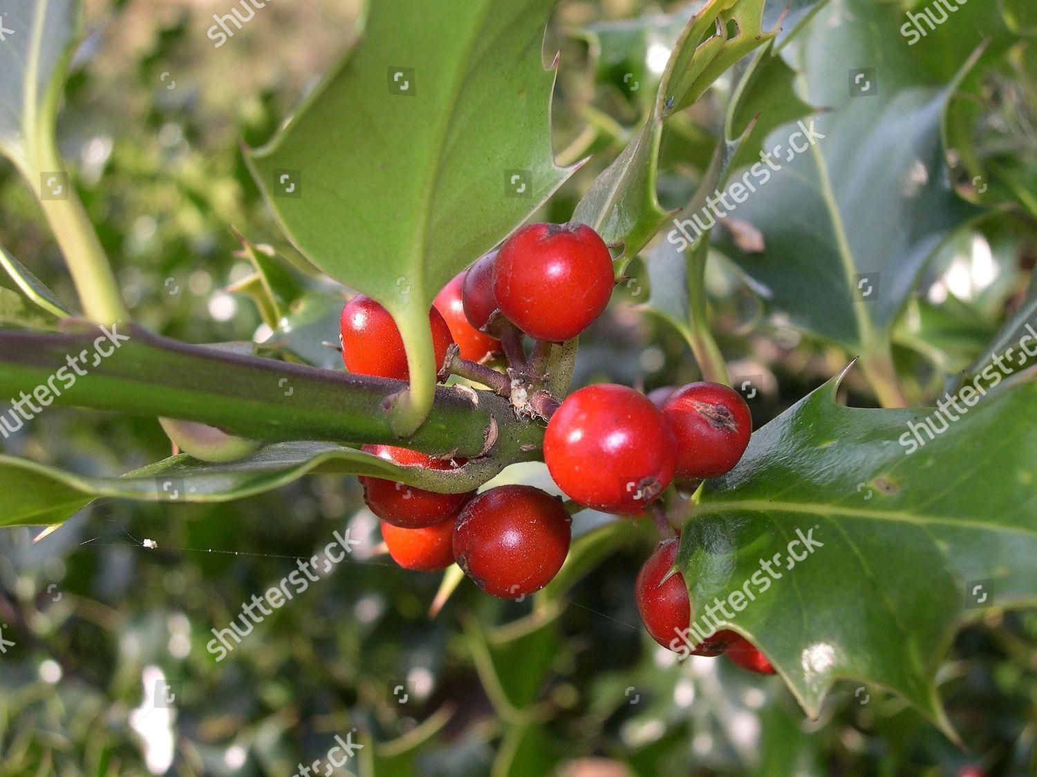Holly Plant Berries Editorial Stock Photo - Stock Image | Shutterstock