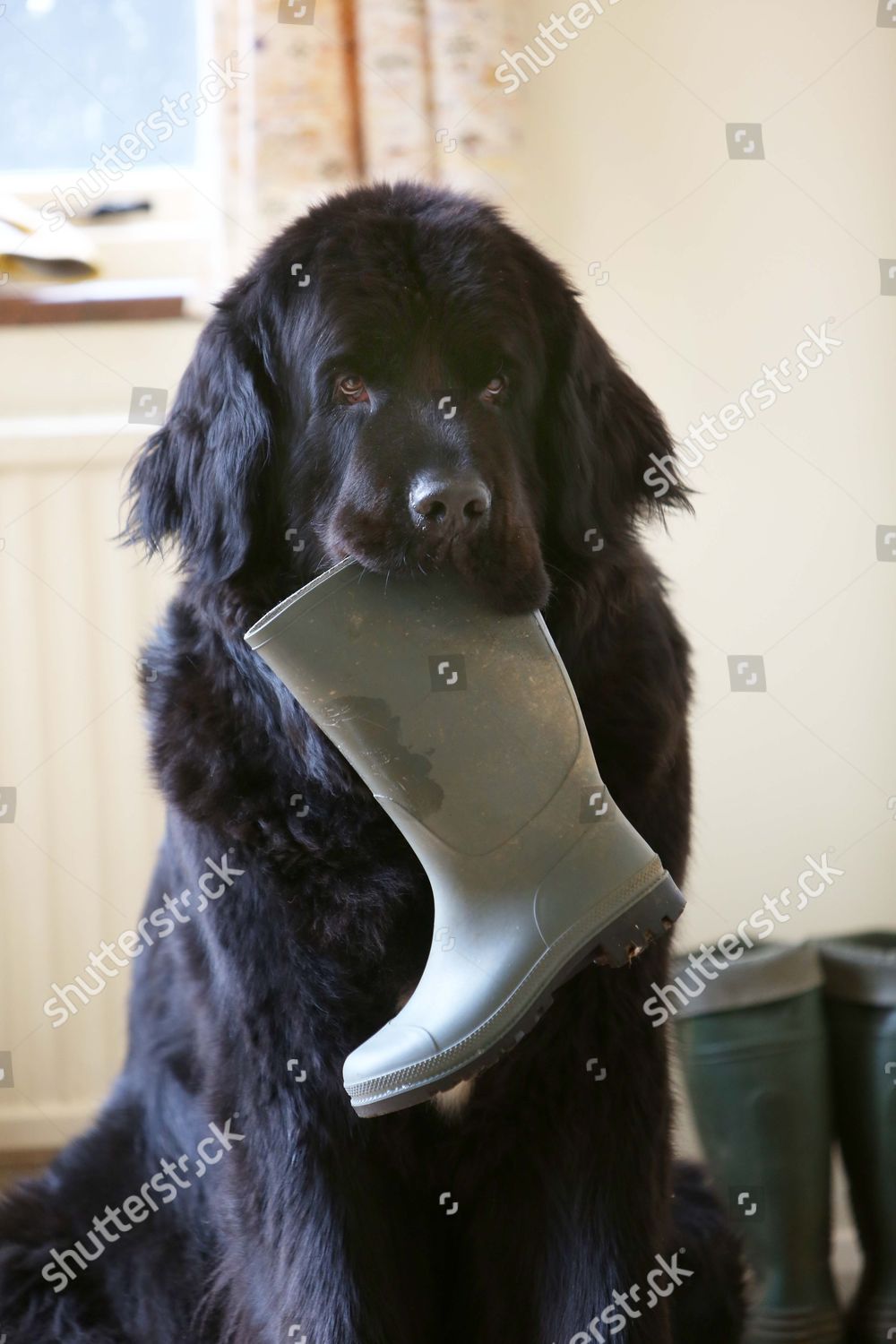 Hazel Carter Chloe Her Very Clever Editorial Stock Photo - Stock Image ...