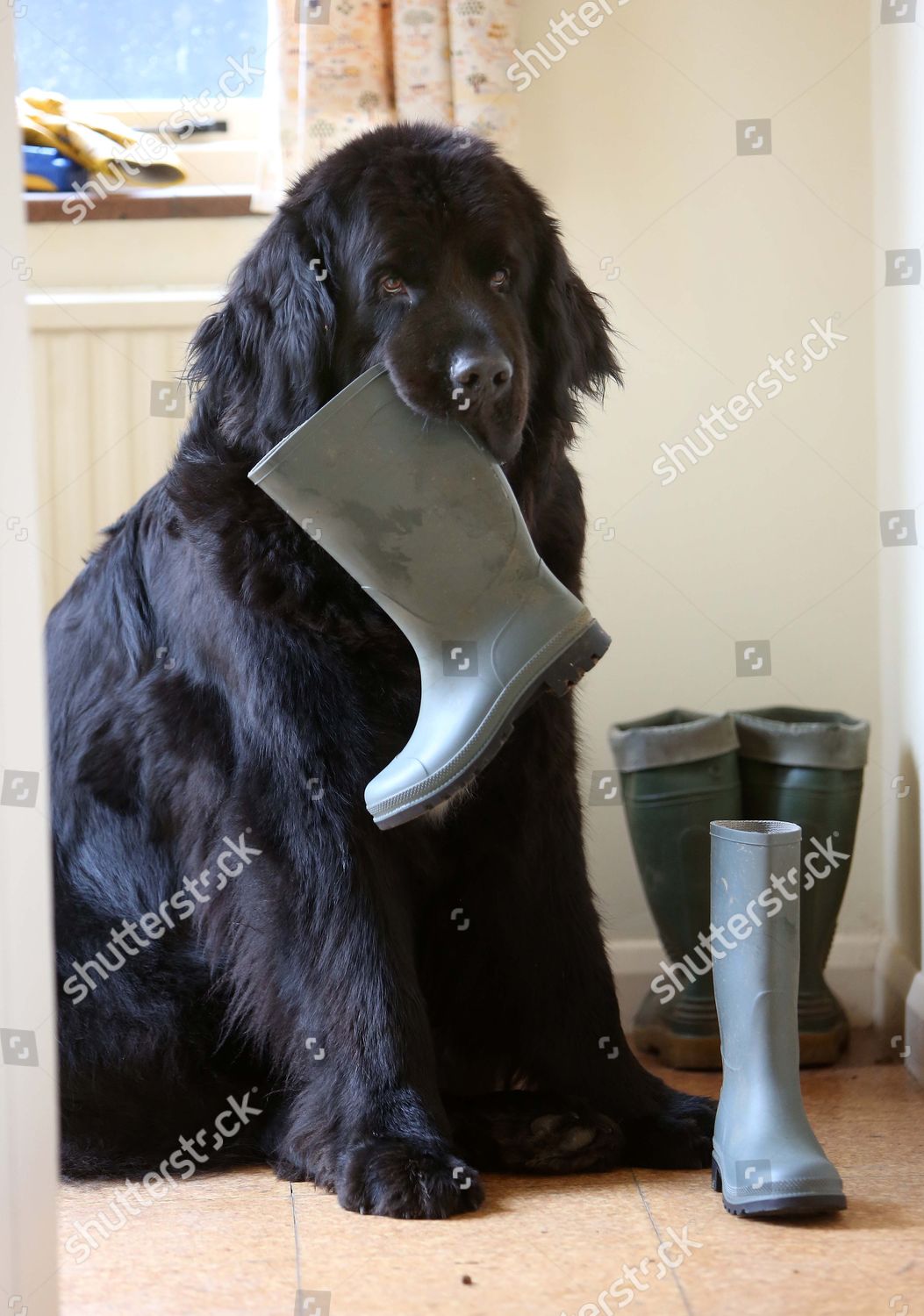 Hazel Carter Chloe Her Very Clever Editorial Stock Photo - Stock Image ...