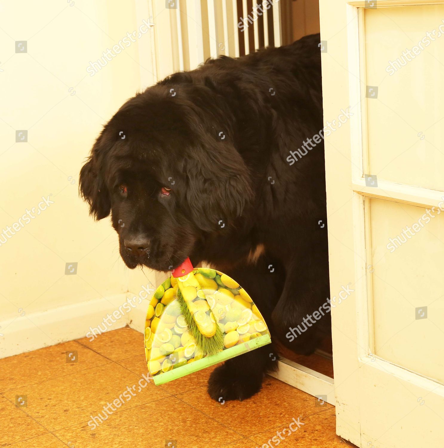Hazel Carter Chloe Her Very Clever Editorial Stock Photo - Stock Image ...