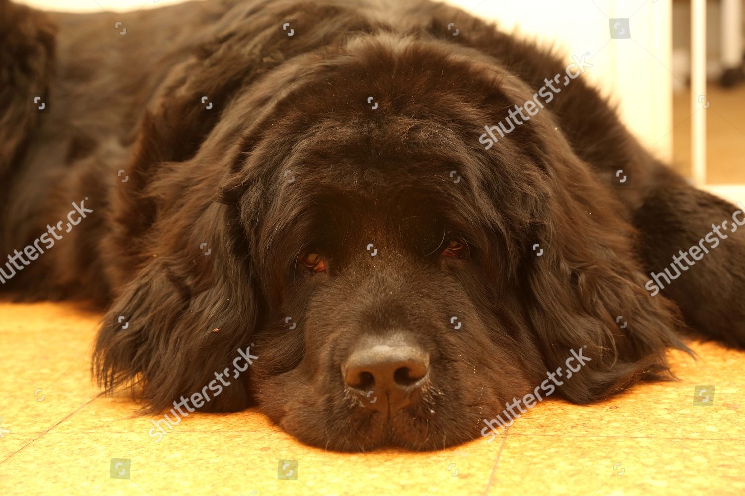 Hazel Carter Chloe Her Very Clever Editorial Stock Photo - Stock Image ...