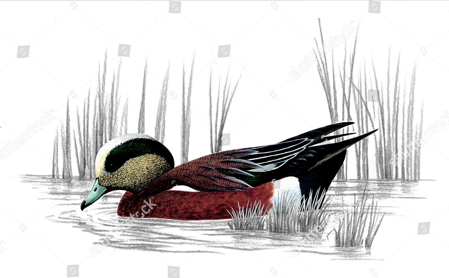 Illustration American Wigeon Editorial Stock Photo - Stock Image ...