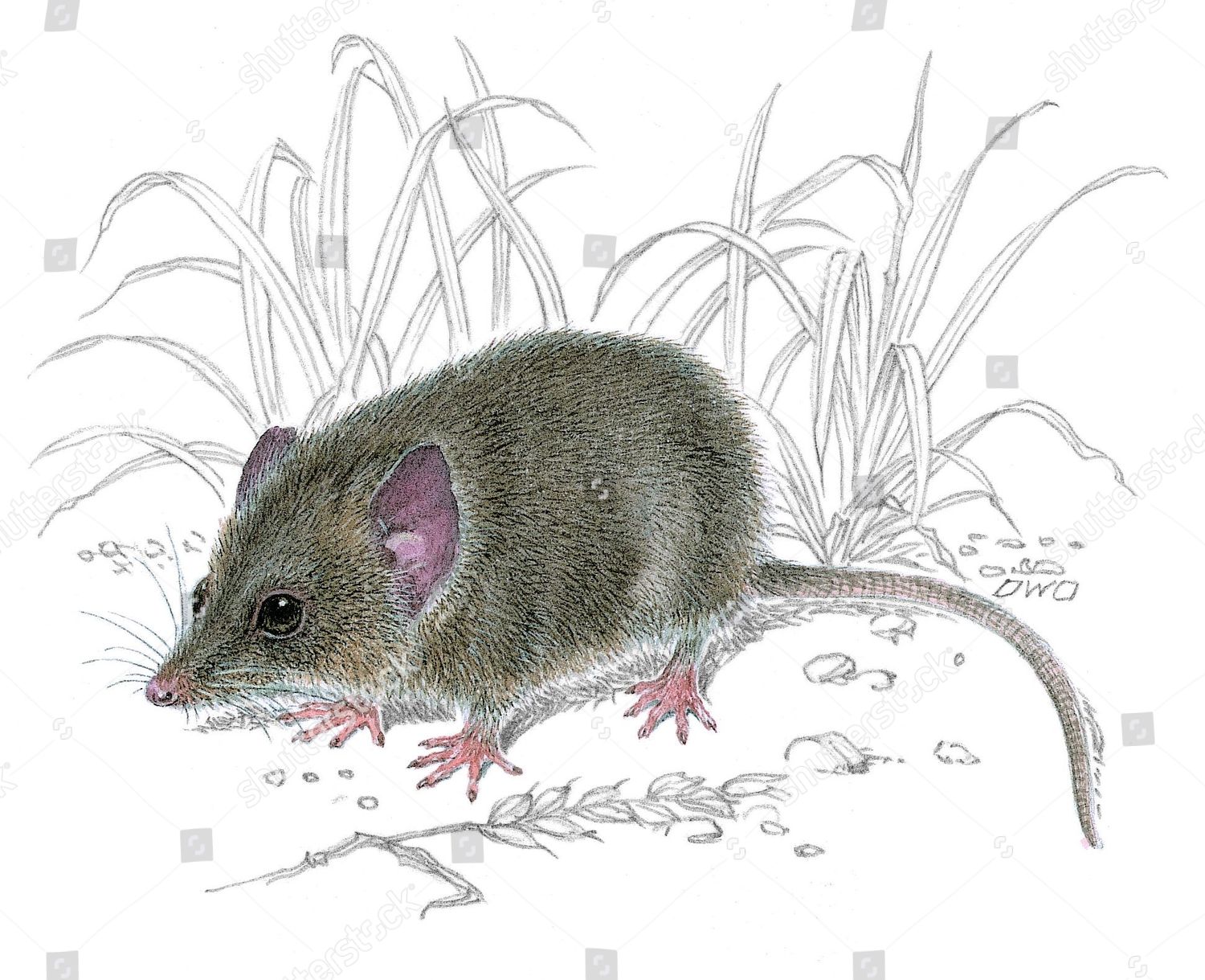 Illustration Common Dunnart Which Nocturnal Editorial Stock Photo ...