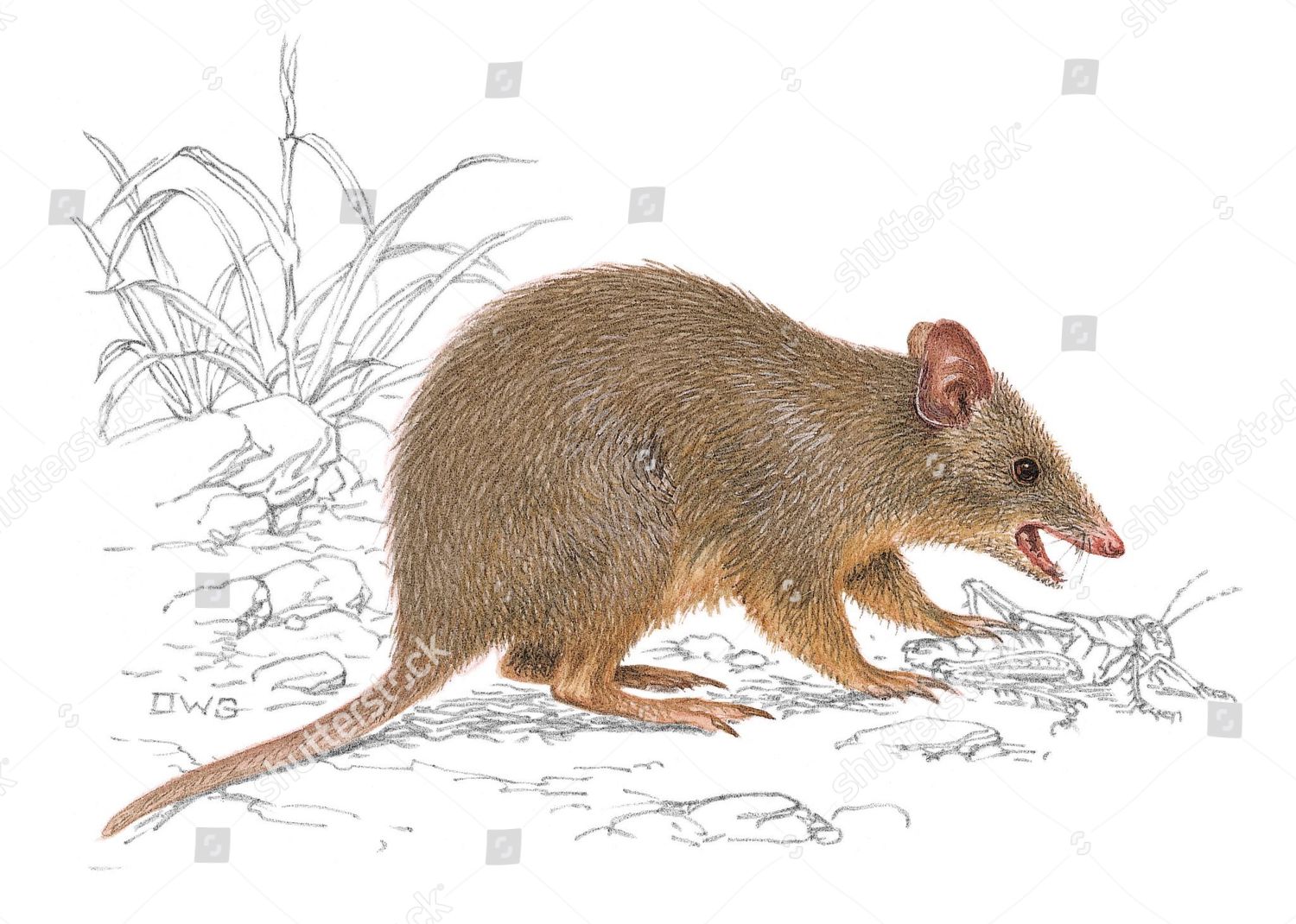 Illustration Northern Brown Bandicoot Eating Insect Editorial Stock ...
