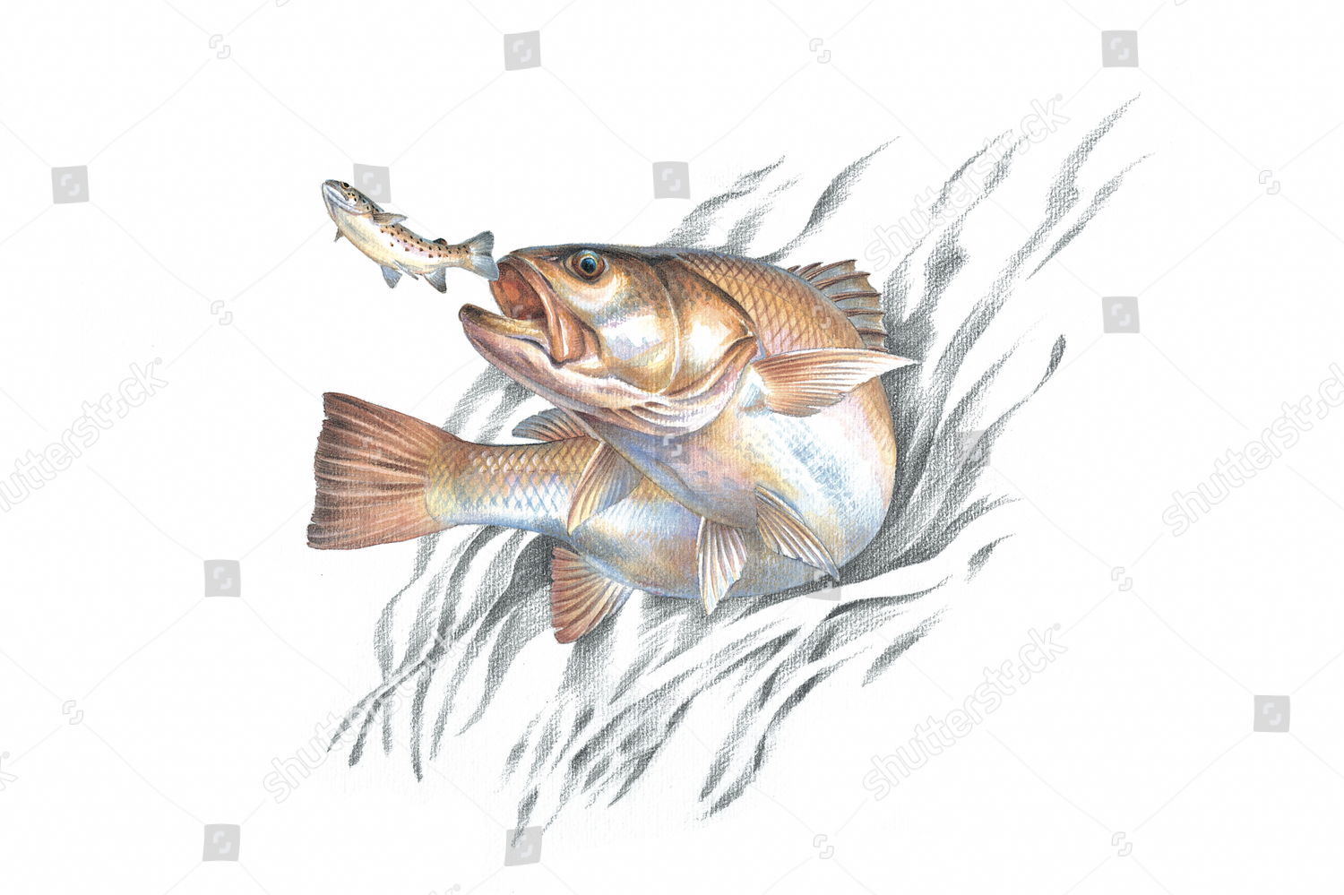 Totoaba Capturing Fish Feed On Editorial Stock Photo - Stock Image ...