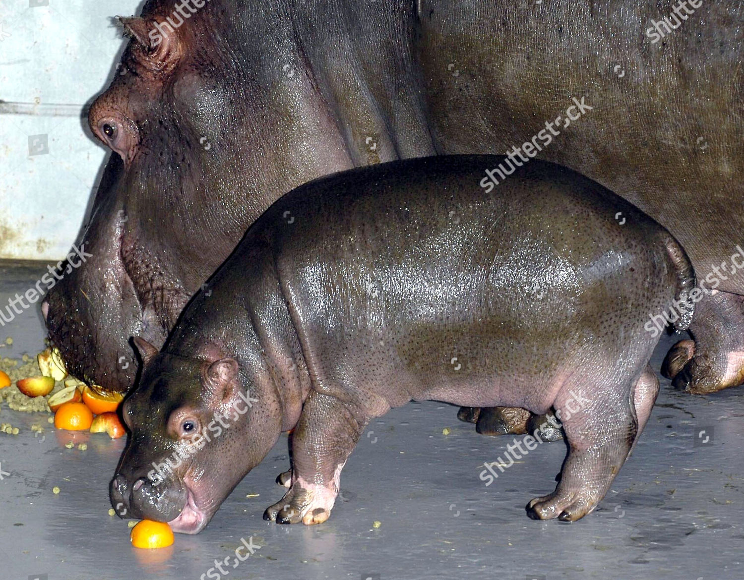 New Baby Hippo Born Whipsnade Wild Editorial Stock Photo - Stock Image ...