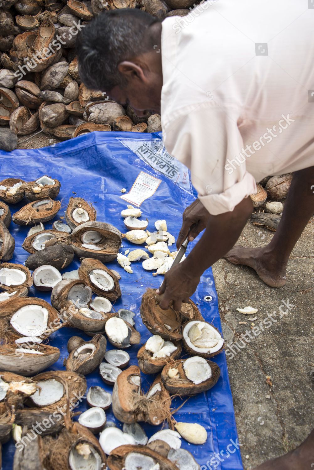 Indian Employee Sorting Out Coconut Husks Editorial Stock Photo - Stock ...