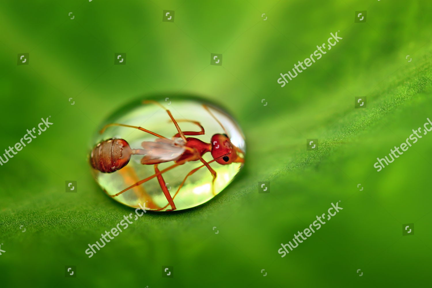 Ant Drop Water Editorial Stock Photo - Stock Image | Shutterstock