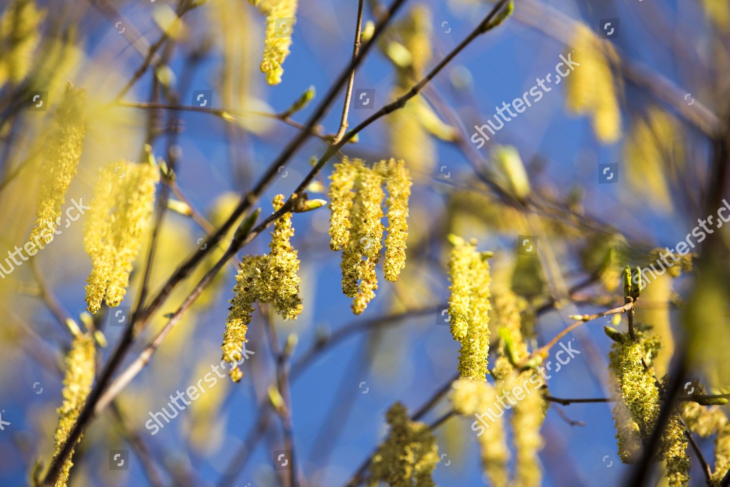 Catkins On Silver Birch Tree Editorial Stock Photo - Stock Image ...