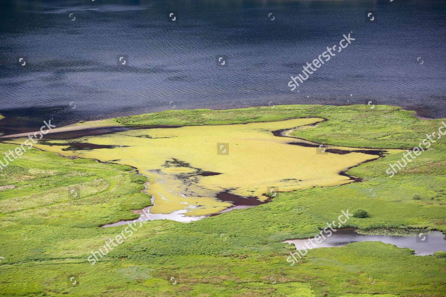 New Zealand Pigmyweed Australian Swamp Stonecrop Editorial Stock Photo ...