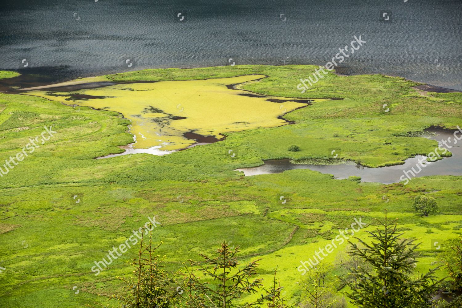 New Zealand Pigmyweed Australian Swamp Stonecrop Editorial Stock Photo ...