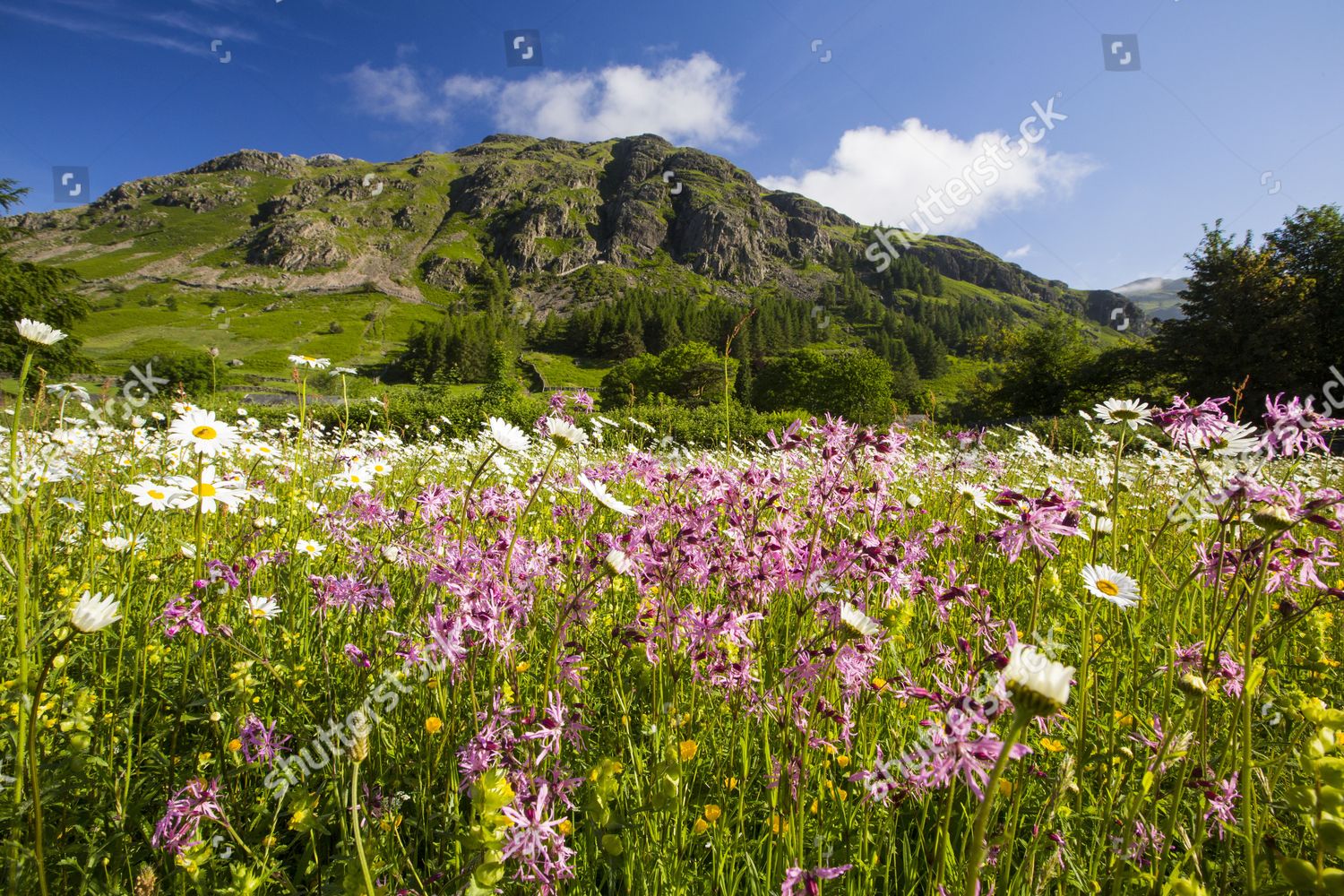Traditional Hay Meadows Head Langdale Valley Editorial Stock Photo ...